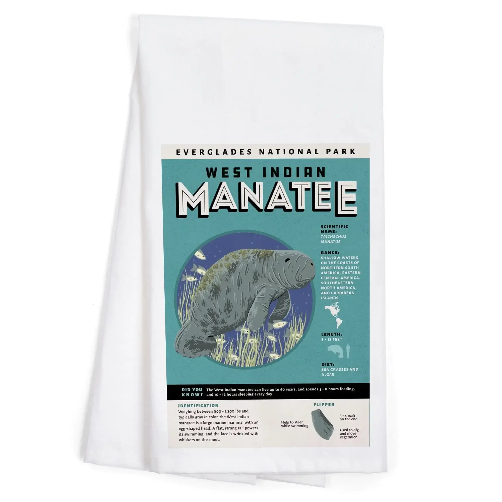 Everglades National Park, Facts About Manatees, kitchen tea towel ...